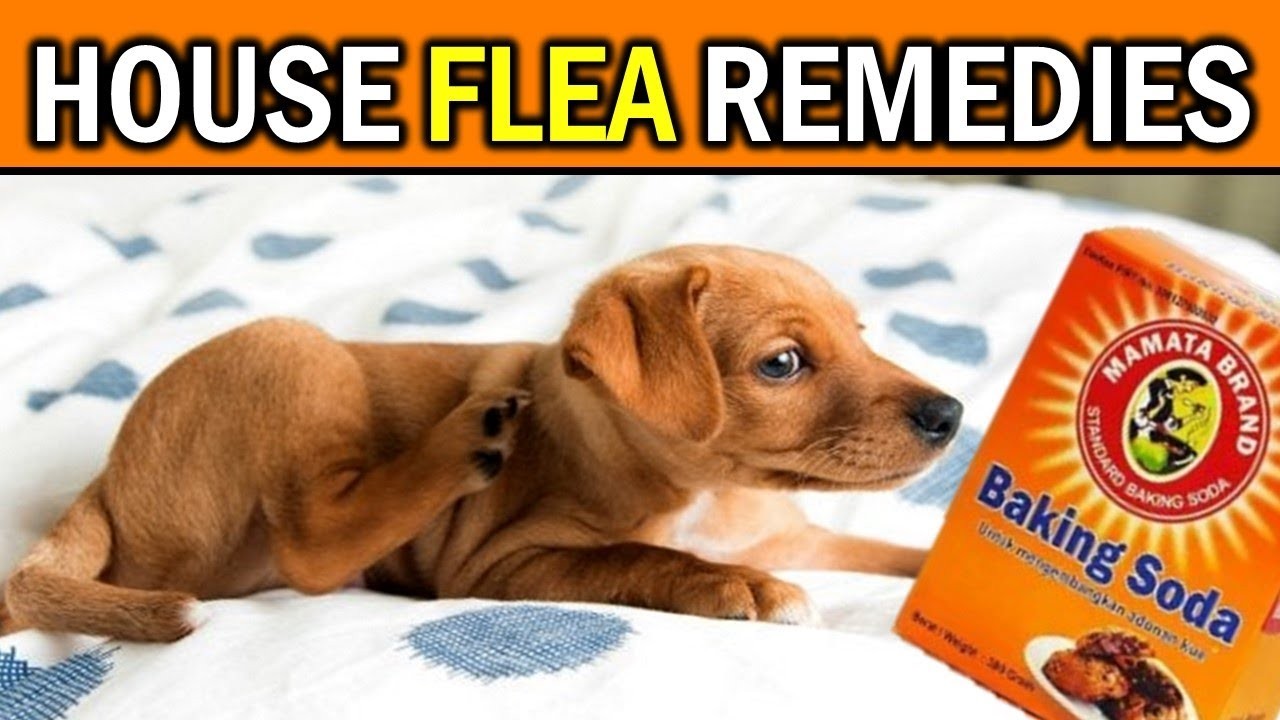 Eliminate Fleas for Good – Easier Than You Think! – Alternative Heatlh ...